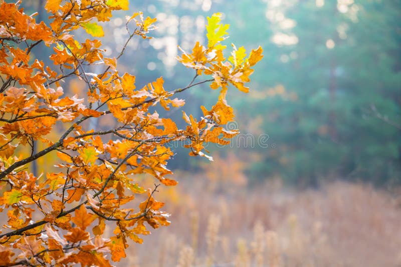 Red Oak Tree Branch in Forest Stock Photo - Image of single, fading ...
