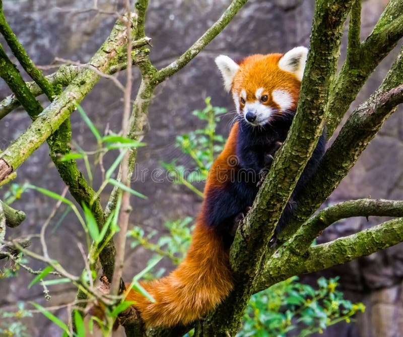 Closeup of a Red Panda Climbing in a Tree, Endangered Animal Specie ...