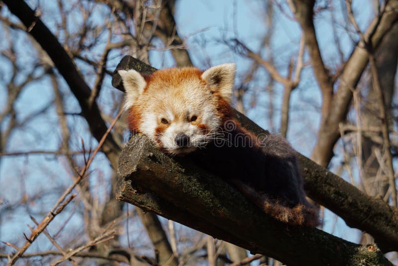 Closeup of a Red Panda Lying on a Tree Branch Stock Image - Image of ...