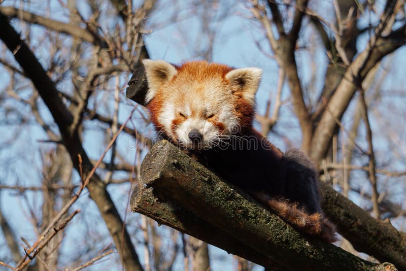 Closeup of a Red Panda Lying on a Tree Branch Stock Photo - Image of ...