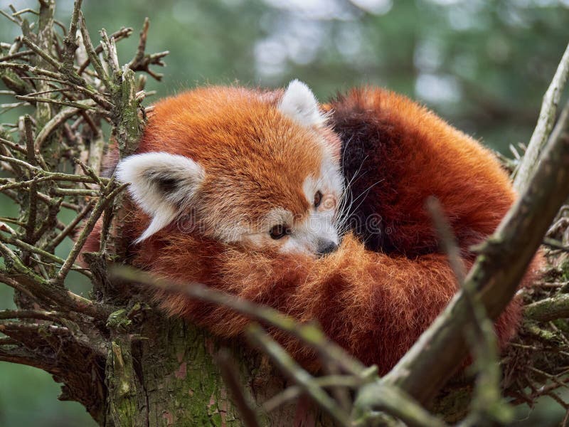 Closeup of a Red Panda Resting on a Tree Stock Image - Image of wild ...