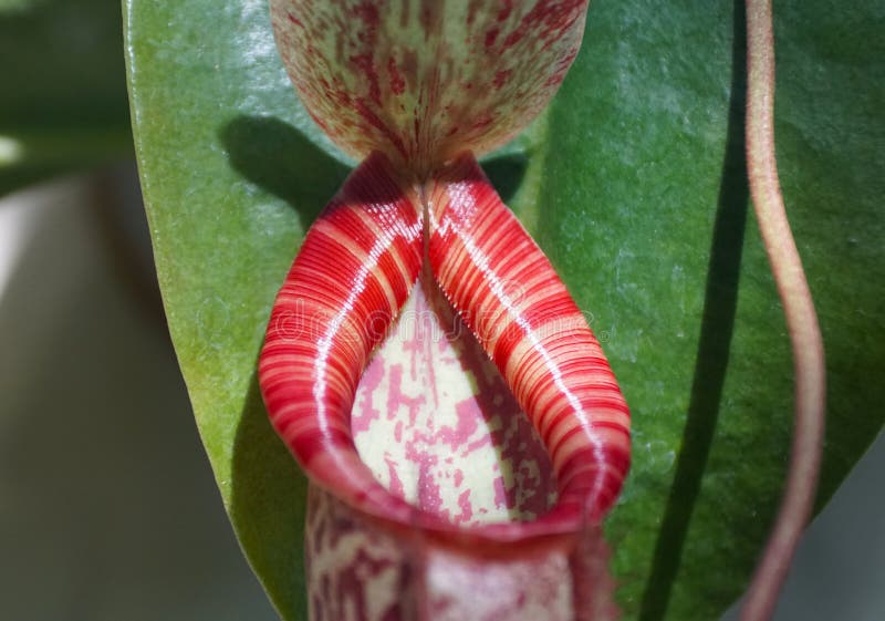 Closeup of the Red Pattern Ribs of a Carnivorous Pitcher Plant Stock ...