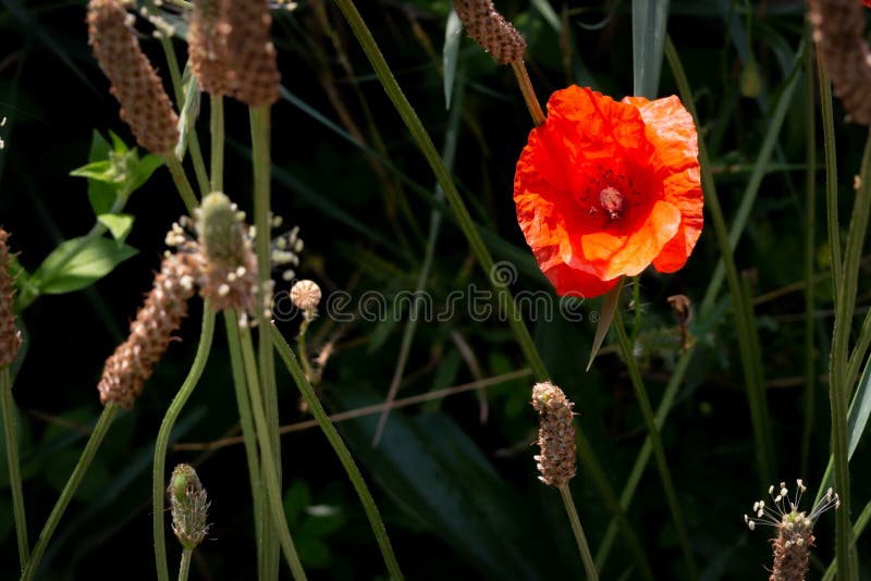 Poppy in grass stock photo. Image of poppy, careal, grass - 47553744