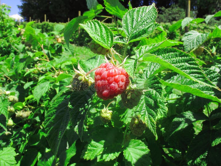 Closeup Red Raspberry Fruit Hanging on Raspberry Tree Stock Image ...