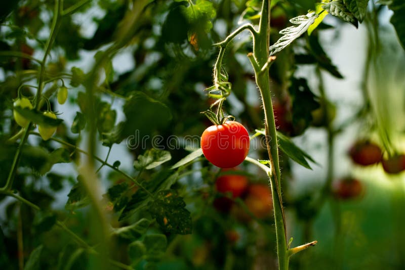 Closeup of a Red Ripe Tomato on the Vine. Stock Photo - Image of ...