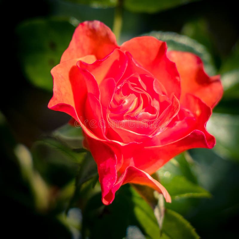 Closeup of a Red Rose Flower in a Garden Illuminated by the Sun Stock ...