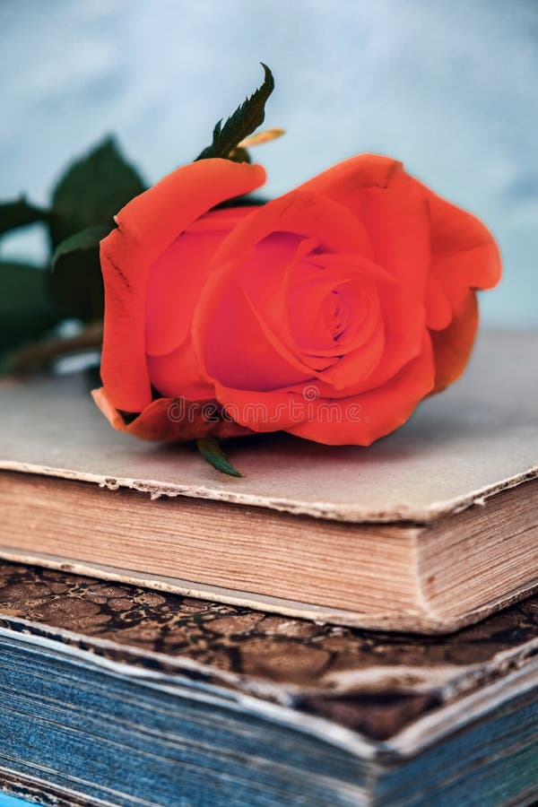 Closeup of Red Rose Lying on Old Books Stock Image - Image of cover ...