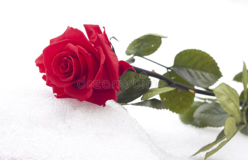 Closeup of Red Rose on Snow. Stock Photo - Image of passion, leaf: 30734796