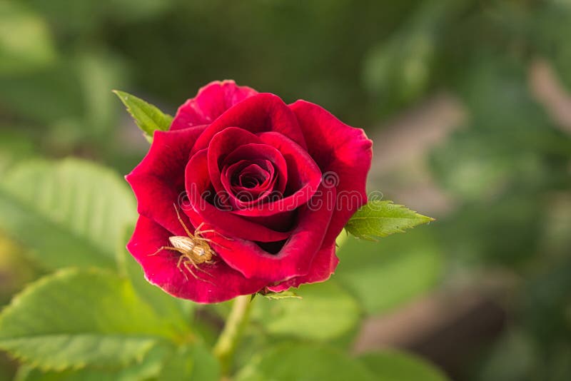 Closeup of Red Rose and a Spider Stock Photo - Image of blossom, buds ...
