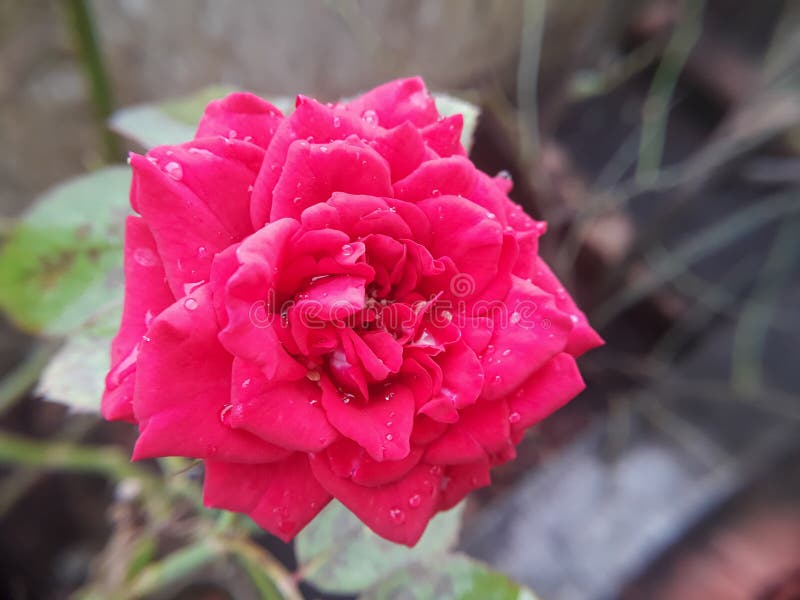 Closeup of a Red Rose with Water Drops on it Stock Image - Image of ...