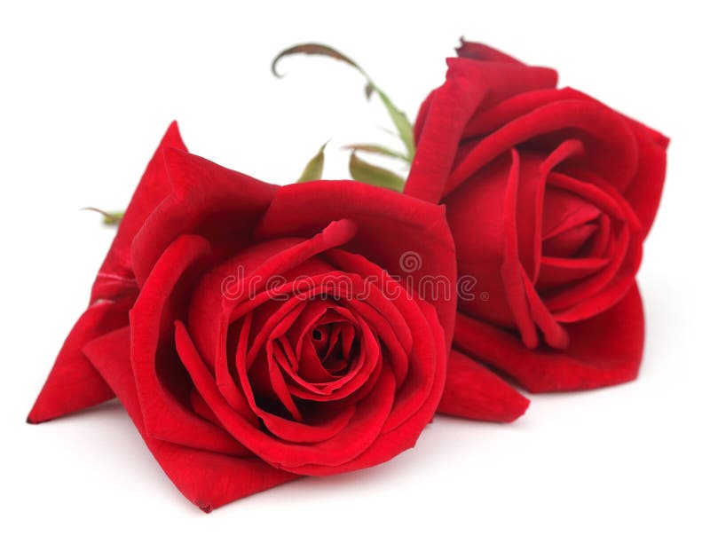 Red Roses stock image. Image of anniversary, decoration - 20859745