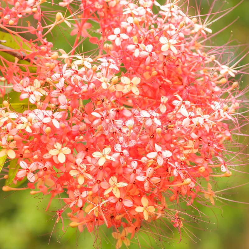 Closeup Red Saraca on Vivid Background Stock Image - Image of closeup ...