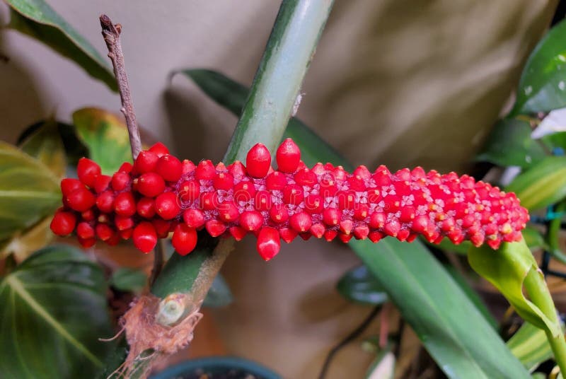 Closeup of the Red Seeds Pod of Anthurium Bakeri Stock Image - Image of ...