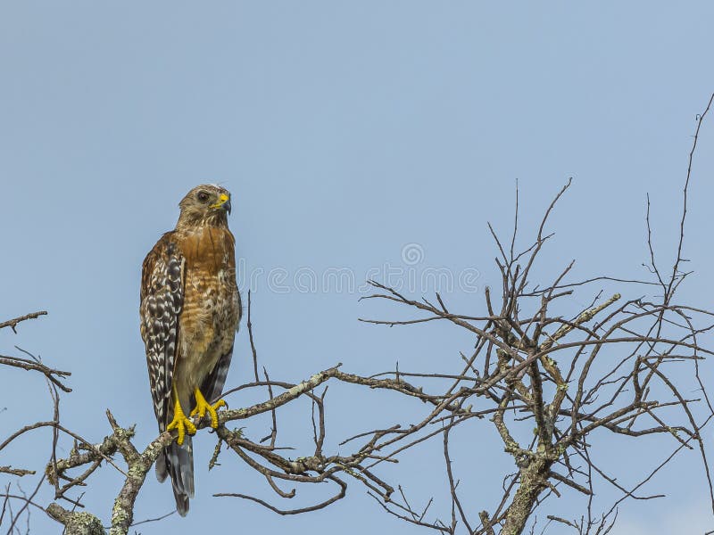 Closeup of a Red Shouldered Hawk in a Dead Tree Stock Photo - Image of ...