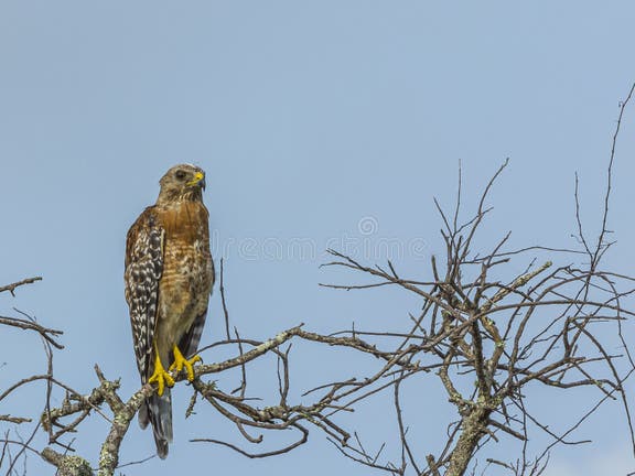 Closeup of a Red Shouldered Hawk in a Dead Tree Stock Photo - Image of ...
