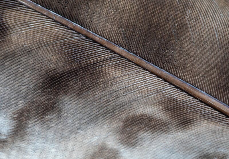 Closeup of Red-Shouldered Hawk Feather Stock Image - Image of flight ...