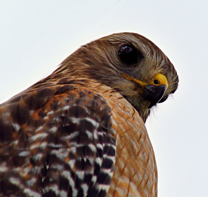 Closeup of a Red-shouldered Hawk Looking into the Camera Stock Image ...