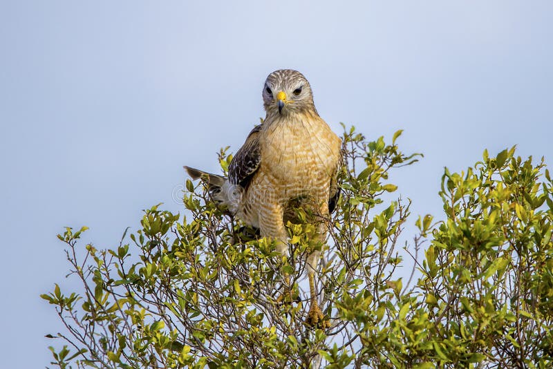 Red-Shouldered Hawk Looking at Prey, from a Shrub Stock Image - Image ...