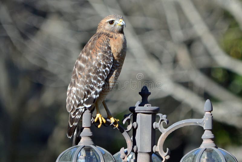 Closeup of a Red Shouldered Hawk Sitting on Top of an Outdoor Lamp Post ...