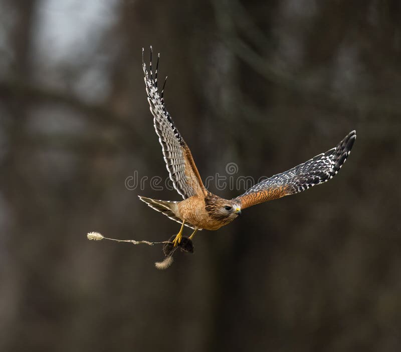 Closeup of a Red-shouldered Hawk Soaring with a Blurry Background Stock ...