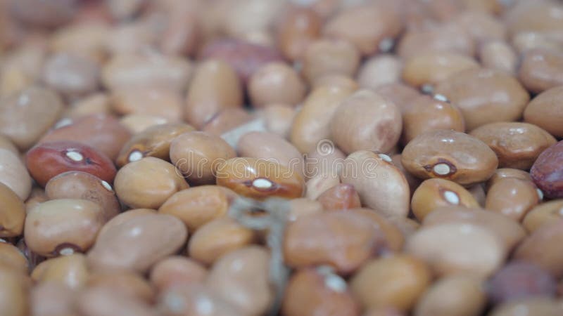 Closeup of Red Soy Beans Texture Background. Stock Video - Video of ...