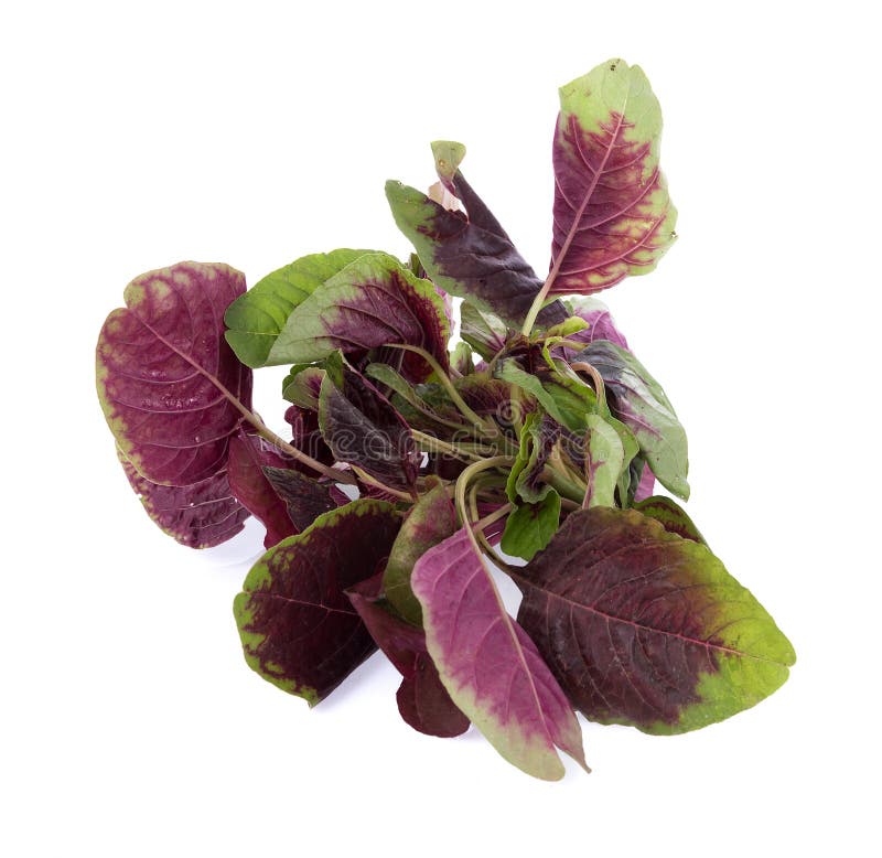 Red Spinach Isolated on White Background Stock Photo - Image of bayam ...