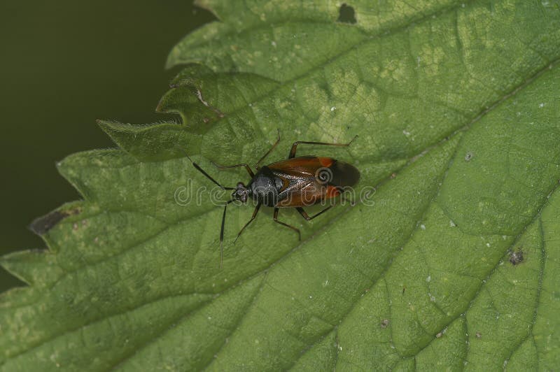 Closeup on the Red Spotted Mirid Bug, Deraeocoris Ruber Sitting on a ...