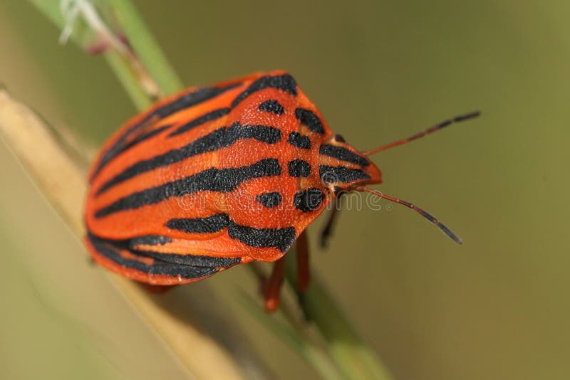 Closeup on the Red Squash Bug , Graphosoma Semipunctatum in Gard Stock ...