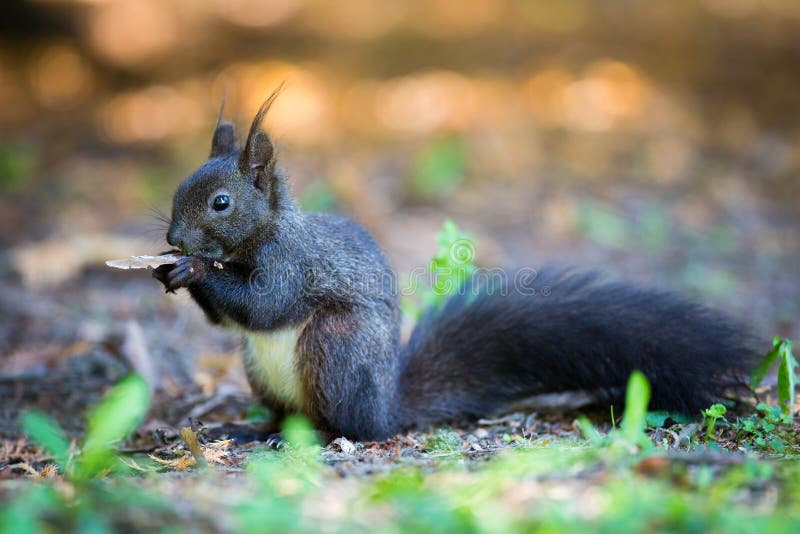 Closeup of a red squirrel stock image. Image of head - 26325847