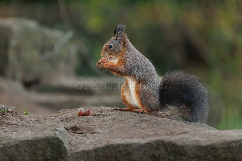 Closeup Red Squirrel Nuts Sitting Rock Sciurus Vulgaris Stock Photos ...