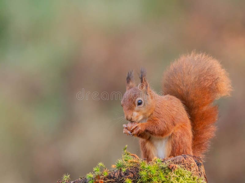 Closeup of a Red Squirrel (Sciurus Vulgaris) Stock Photo - Image of ...