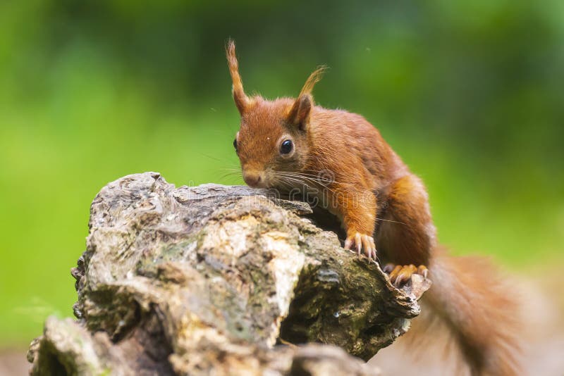 Closeup Of A Red Squirrel, Sciurus Vulgaris, Seaching Food And Eating ...