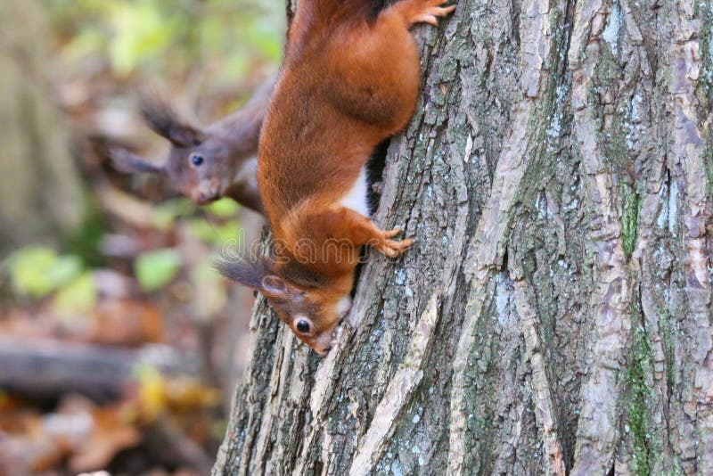 Closeup of Red Squirrels, Sciurus Vulgaris Rodents with Ear Tufts ...