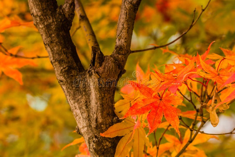 Closeup of a Red Sugar Maple Leaf Stock Image - Image of background ...
