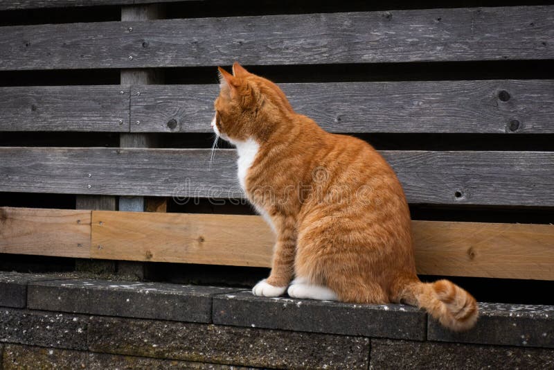 Closeup of a Red Tabby Cat Sitting on a Park Bench Captured from the ...