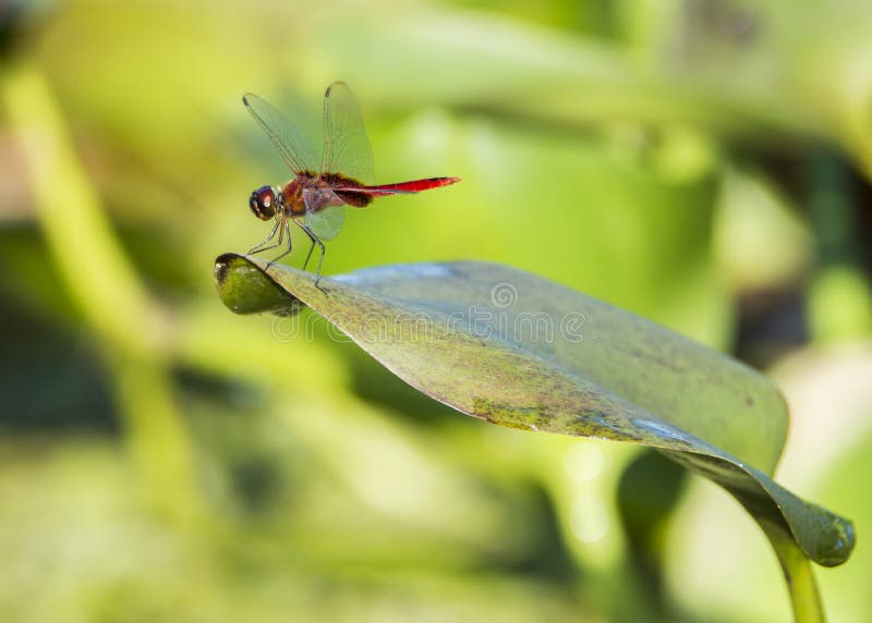 Closeup of a Red Tailed Dragonfly, Borneo Stock Photo - Image of ...