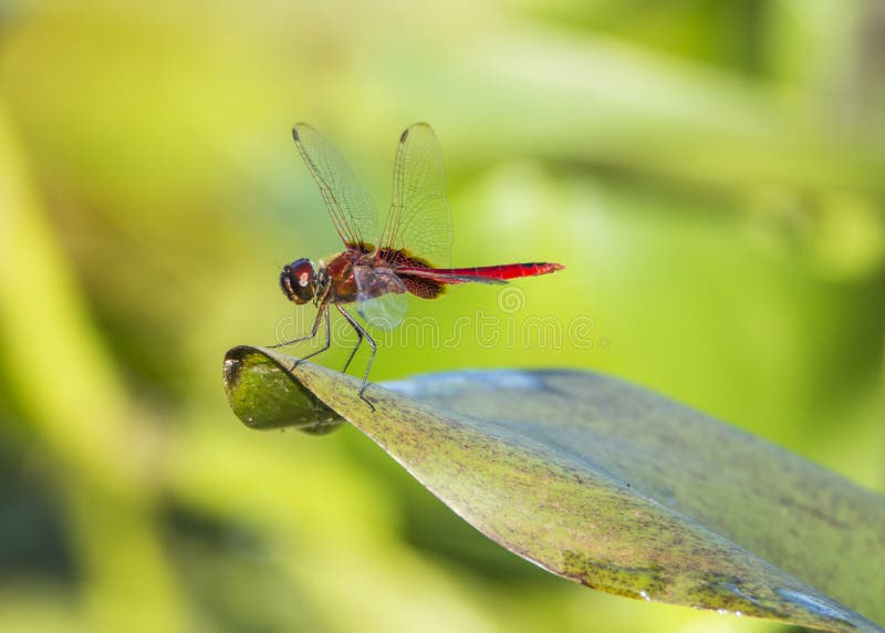 Closeup of a Red Tailed Dragonfly, Borneo Stock Image - Image of sabah ...