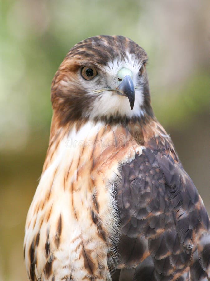 Closeup of a Red-Tailed Hawk Stock Photo - Image of raptor, mottled ...