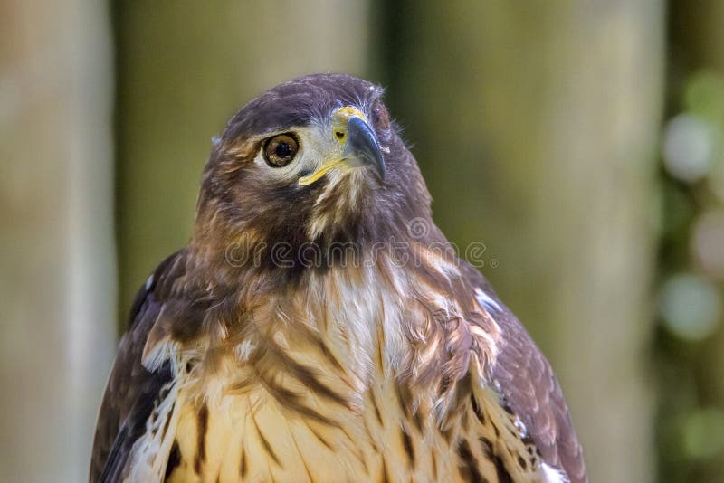 Red-tailed Hawk Looking Up stock image. Image of avia - 283463133