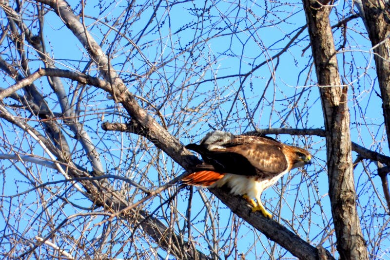 Closeup of a Red-tailed Hawk Perched on a Branch of a Leafless Tree ...