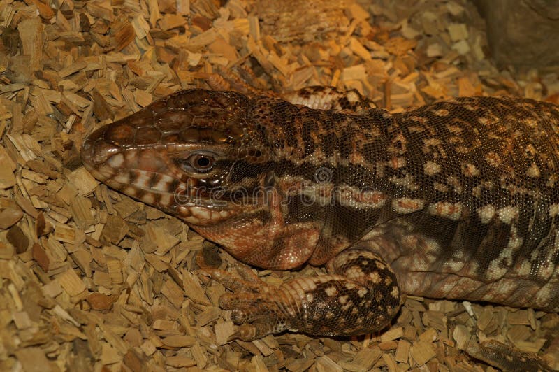 Closeup of Red Tegu Lizard in the Enclosure in the Zoo Stock Photo ...