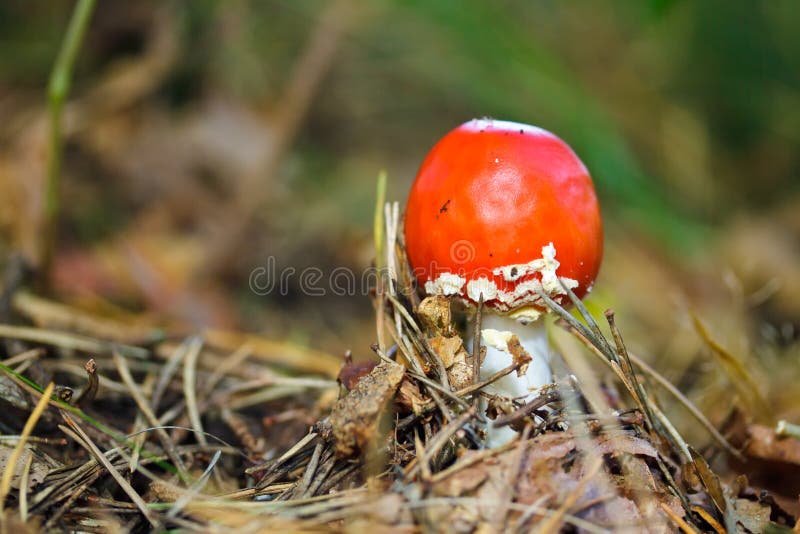 Closeup of toadstool stock photo. Image of macrophotography - 123488316