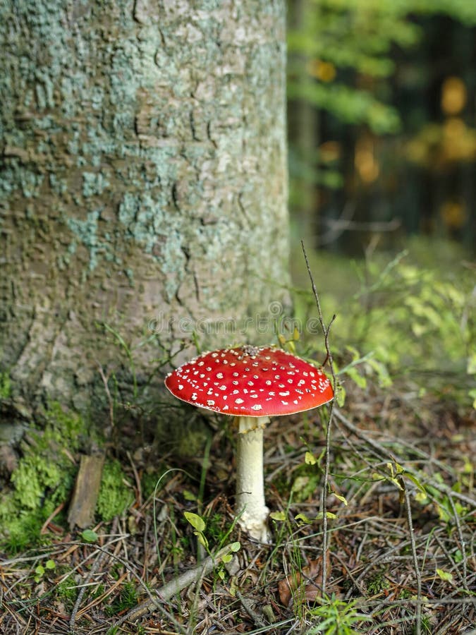 Toadstool in the forest stock image. Image of pixie, fungi - 548393