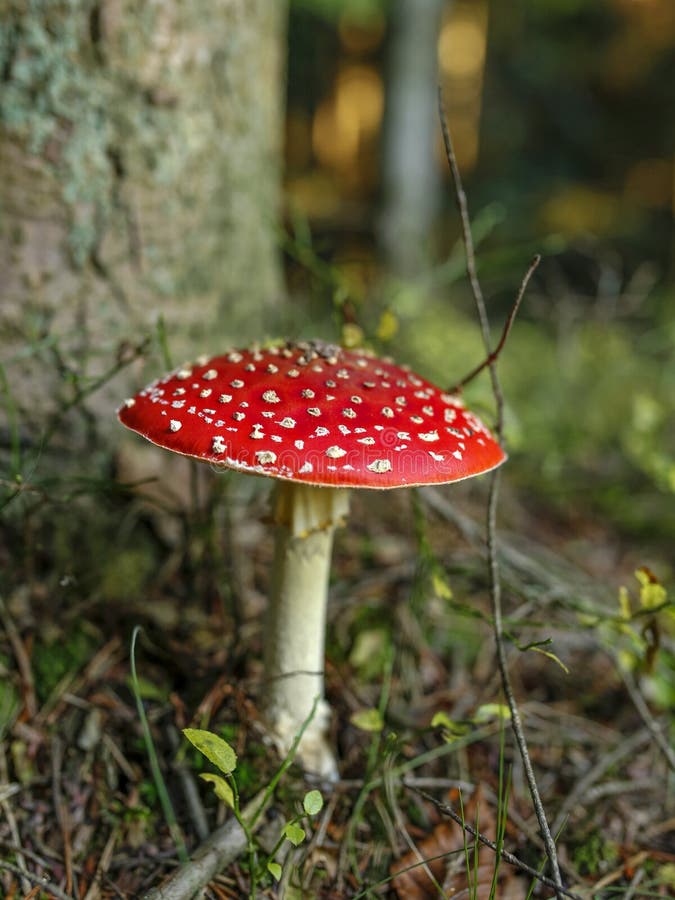 Red Toadstool In Forest Picture. Image: 82959687
