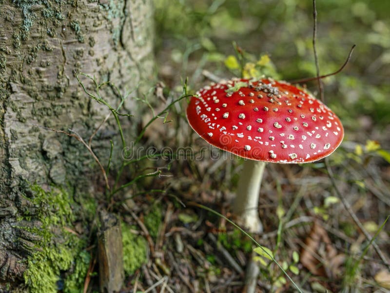 Toadstool in the forest stock image. Image of pixie, fungi - 548393