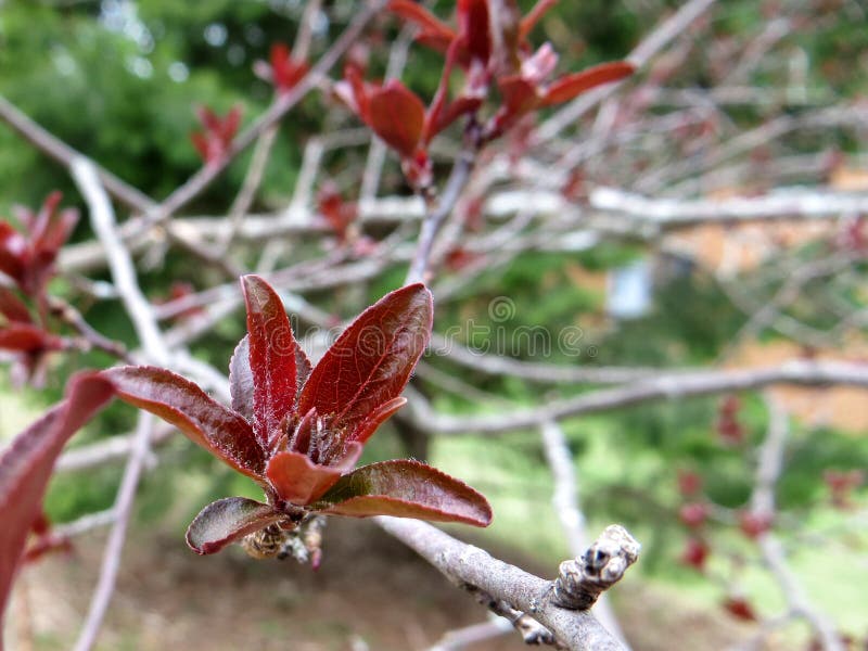 Fresh Budding Red Leaves on Bare Branch Stock Photo - Image of blossom, foliage: 116408782