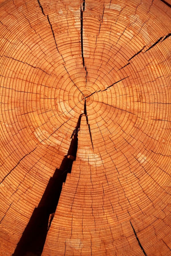 Closeup of Red Tree Trunk Texture Stock Image - Image of life, plank ...