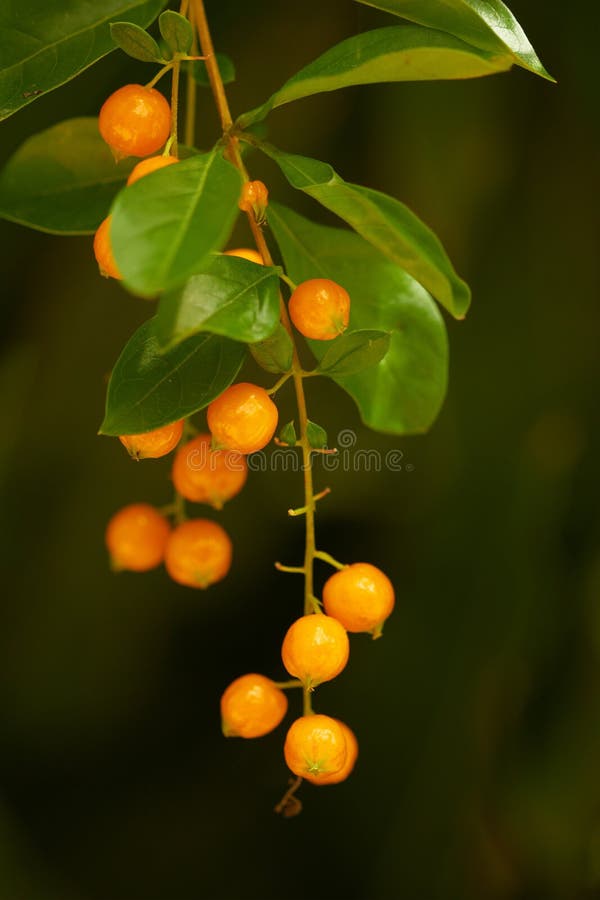 Red tropical berries. stock photo. Image of palm, fort - 23385478