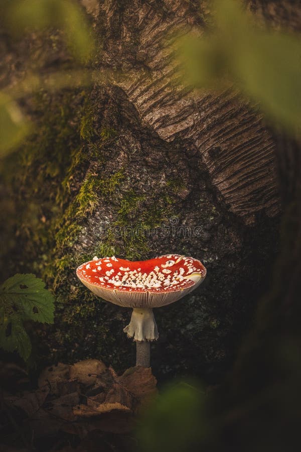 Closeup of a Red and White Agaric Mushroom Under a Mossy Tree in a ...