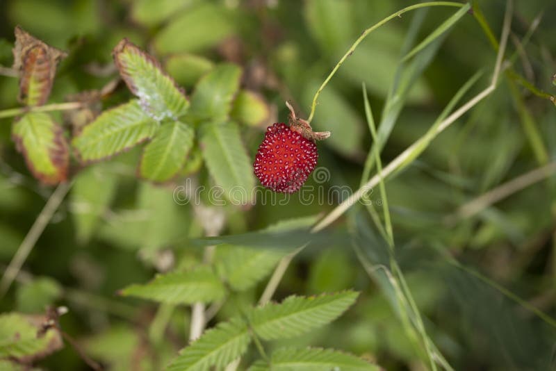 Closeup of Red Wild Raspberry on a Stem in Forest Stock Image - Image ...